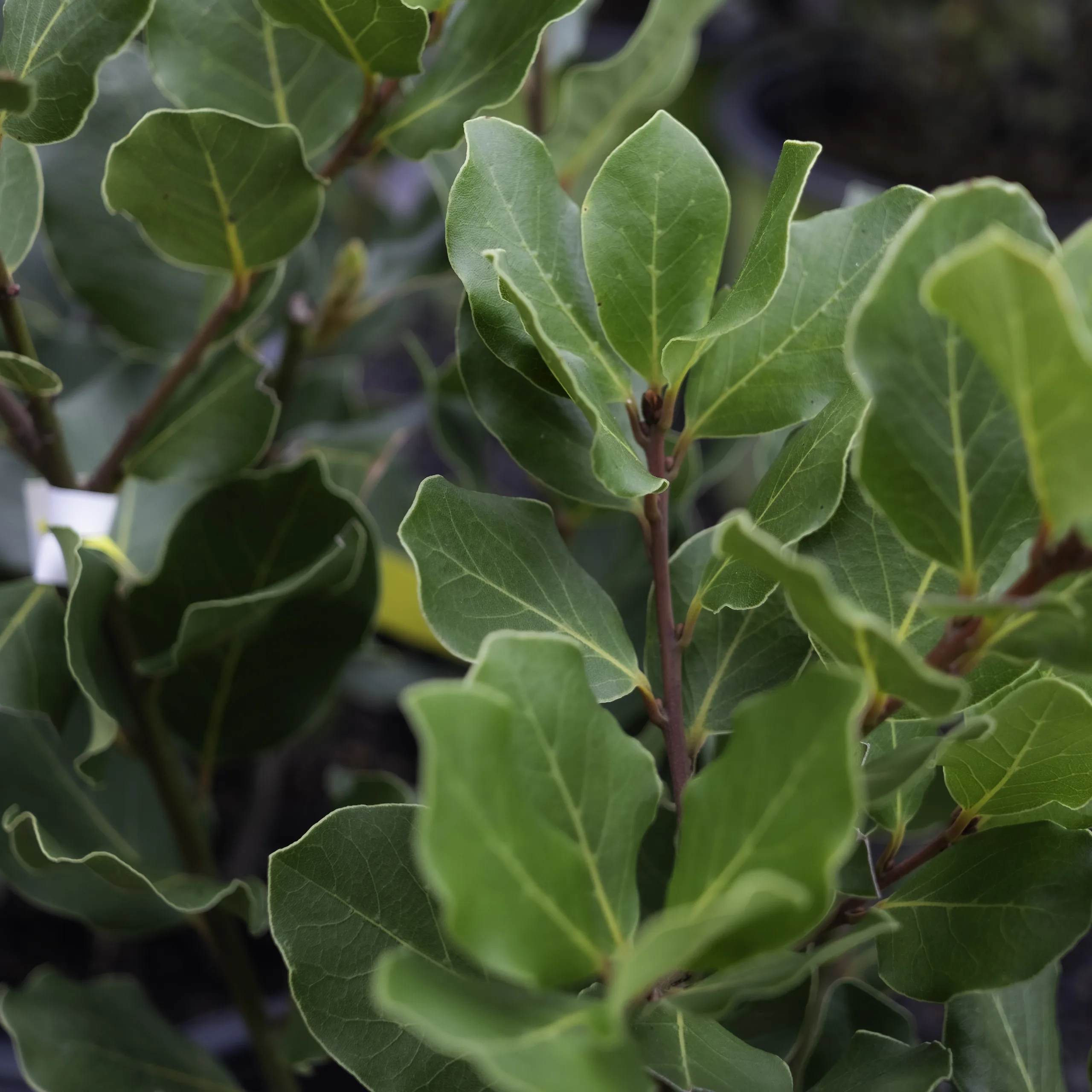 Crestwood Bay Laurel Trees For Sale | The Tree Center