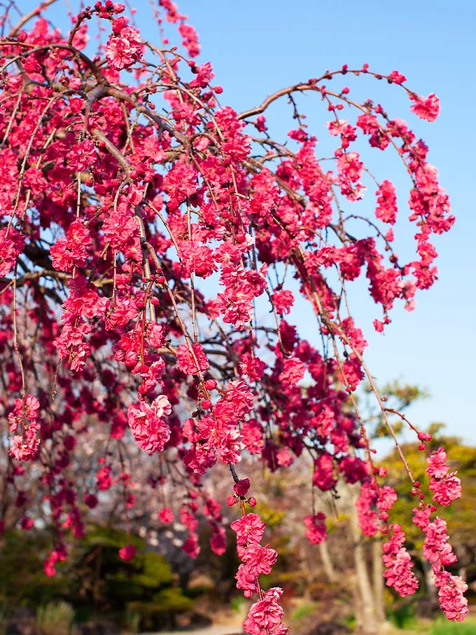 Peach Trees For Sale Online | The Tree Center