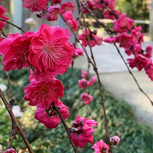 Crimson Cascade Weeping Peach For Sale Online | The Tree Center