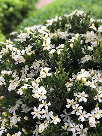 Gardenia Shrubs For Sale Online | The Tree Center