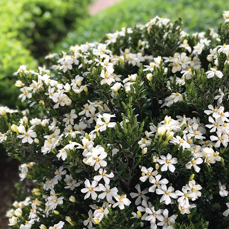 Daisy Duke™ Gardenia For Sale Online | The Tree Center