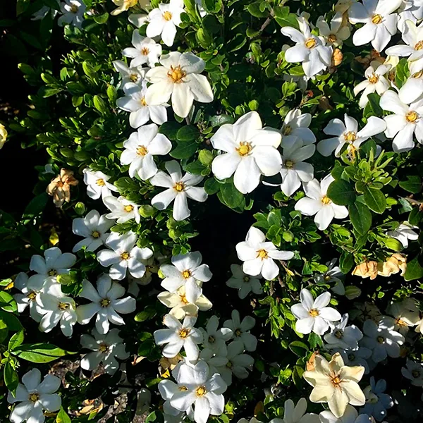 Daisy Duke™ Gardenia For Sale Online | The Tree Center