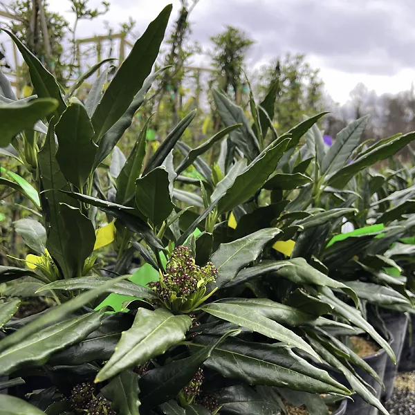 Dwarf Green Aucuba For Sale | The Tree Center