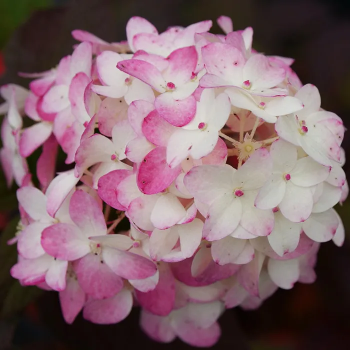Firelight Tidbit® Hydrangea For Sale Online | The Tree Center