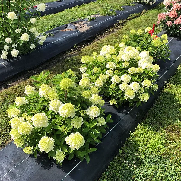 Firelight Tidbit® Hydrangea For Sale Online | The Tree Center