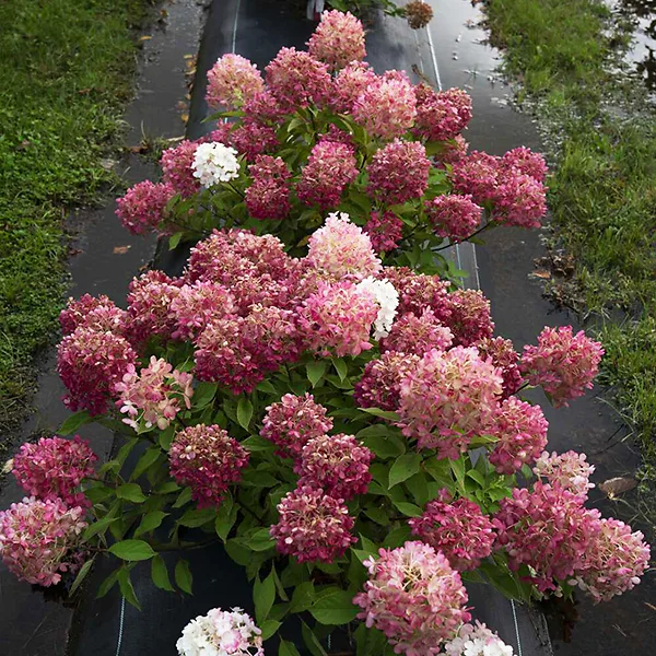Firelight Tidbit® Hydrangea For Sale Online | The Tree Center