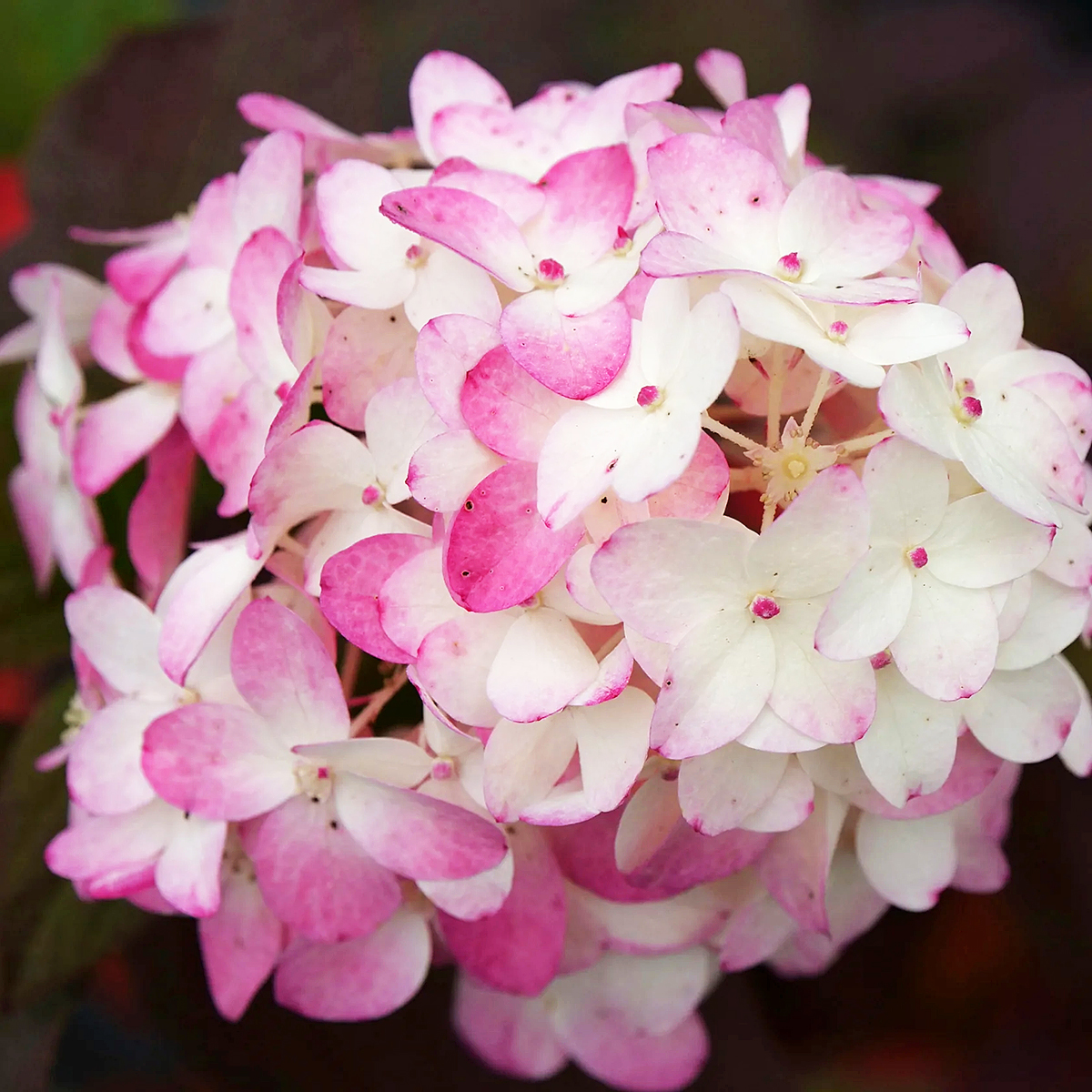 Firelight Tidbit® Hydrangea For Sale Online | The Tree Center