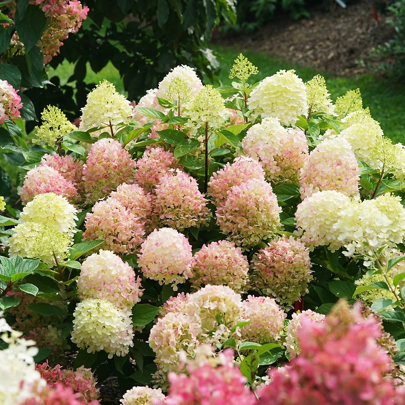 Firelight Tidbit® Hydrangea For Sale Online | The Tree Center