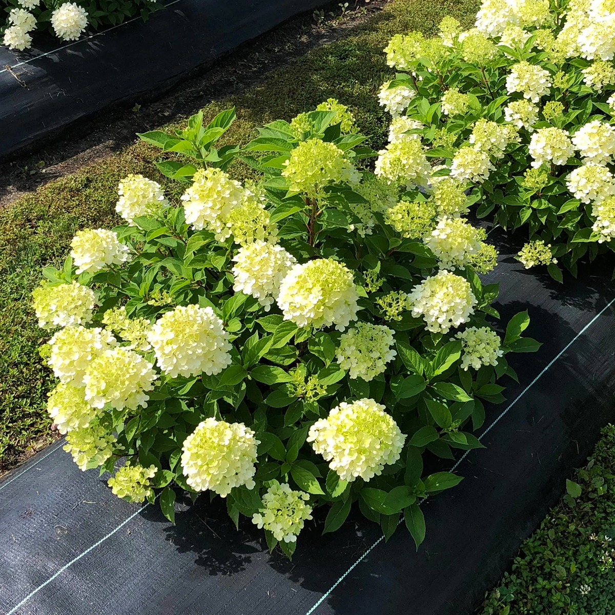 Firelight Tidbit® Hydrangea For Sale Online | The Tree Center