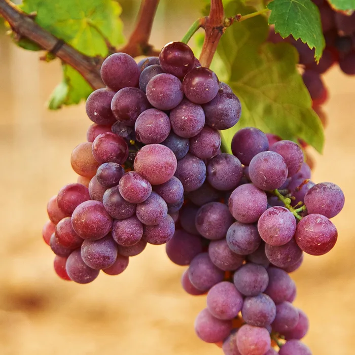 Flame Red Seedless Grape Vines For Sale | The Tree Center