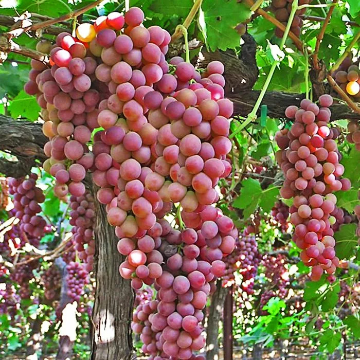 Flame Red Seedless Grape Vines For Sale | The Tree Center
