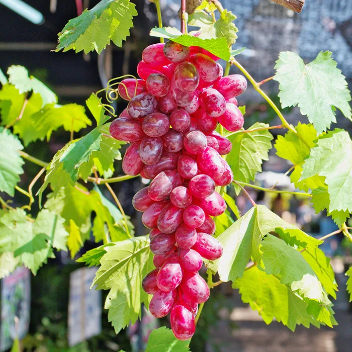 Flame Red Seedless Grape Vines For Sale | The Tree Center