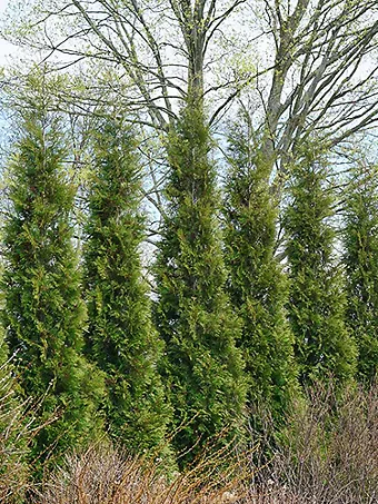 Full Speed A Hedge® American Pillar Arborvitae For Sale Online | The ...