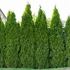 Full Speed A Hedge® American Pillar Arborvitae For Sale Online | The ...