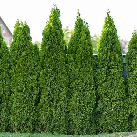 Full Speed A Hedge® American Pillar Arborvitae For Sale Online | The ...
