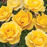 Gilded Sun Rose For Sale Online | The Tree Center