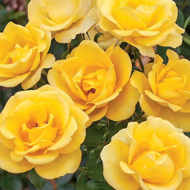 Gilded Sun Rose For Sale Online | The Tree Center