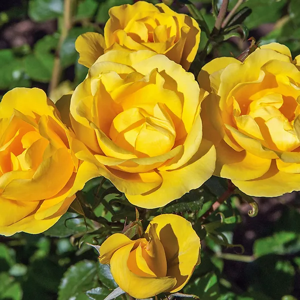 Gilded Sun Rose For Sale Online | The Tree Center