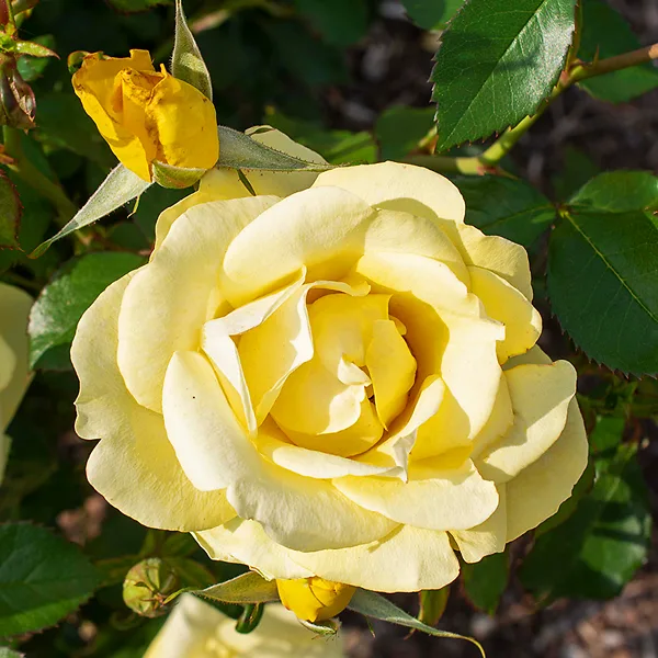 Gilded Sun Rose For Sale Online | The Tree Center