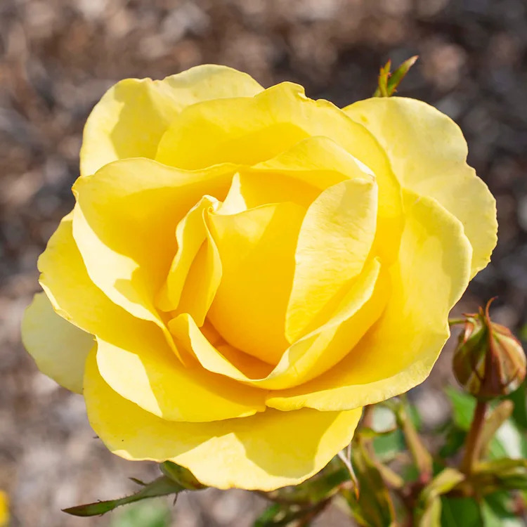 Gilded Sun Rose For Sale Online | The Tree Center