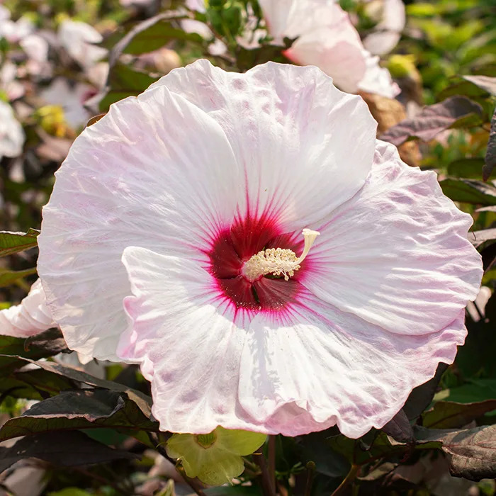 Head Over Heels® Blush Hibiscus For Sale Online | The Tree Center