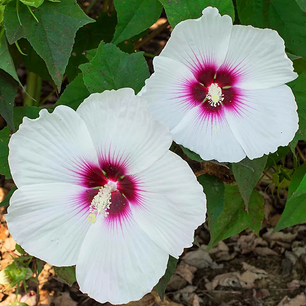 Head Over Heels® Dream™ Hibiscus For Sale Online | The Tree Center
