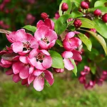 Indian Magic Crabapple For Sale Online | The Tree Center
