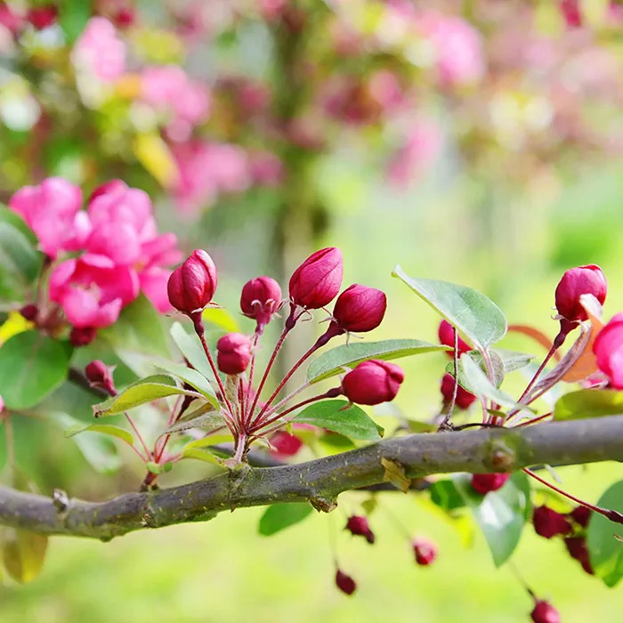 Indian Magic Crabapple For Sale Online | The Tree Center