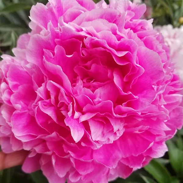 Jacorma Peony For Sale Online | The Tree Center