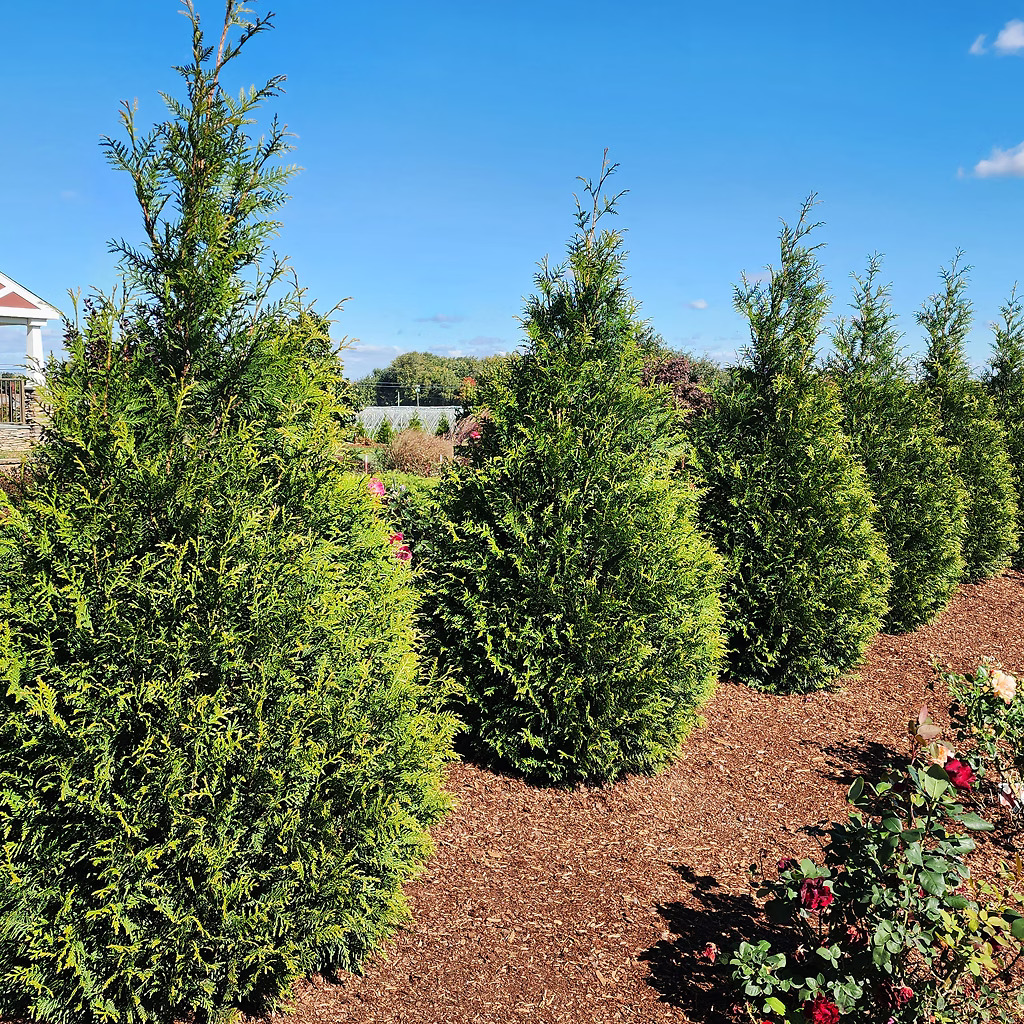 Junior Giant Arborvitae For Sale Online | The Tree Center