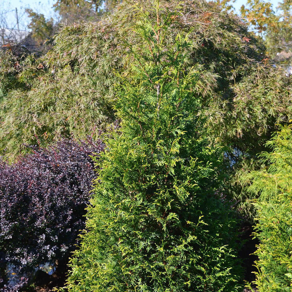 Junior Giant Arborvitae For Sale Online | The Tree Center