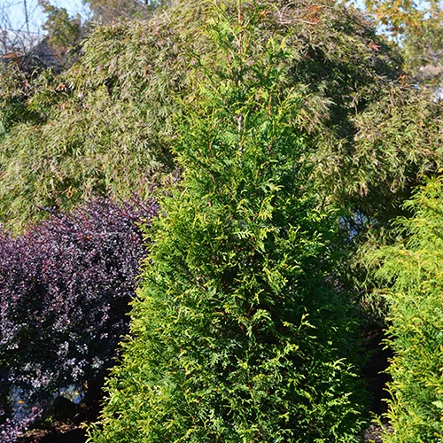 Junior Giant Arborvitae For Sale Online | The Tree Center