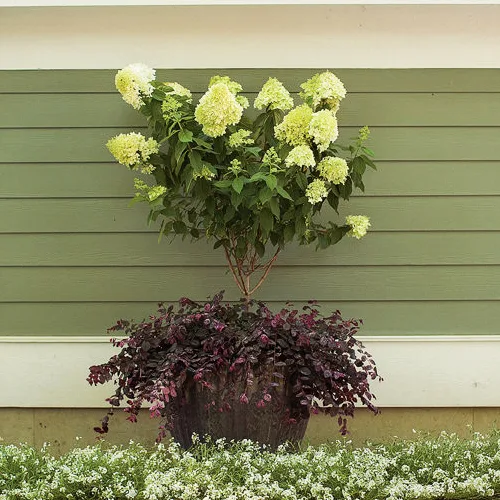 Limelight Hydrangea - Tree Form For Sale Online | The Tree Center