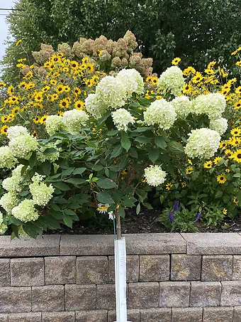 Limelight Hydrangea - Tree Form For Sale Online | The Tree Center