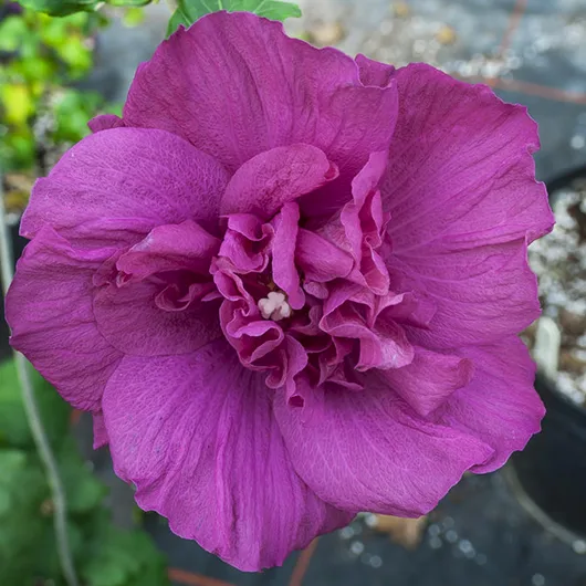 Magenta Chiffon® Hibiscus For Sale Online | The Tree Center