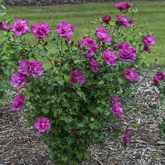 Magenta Chiffon® Hibiscus For Sale Online | The Tree Center