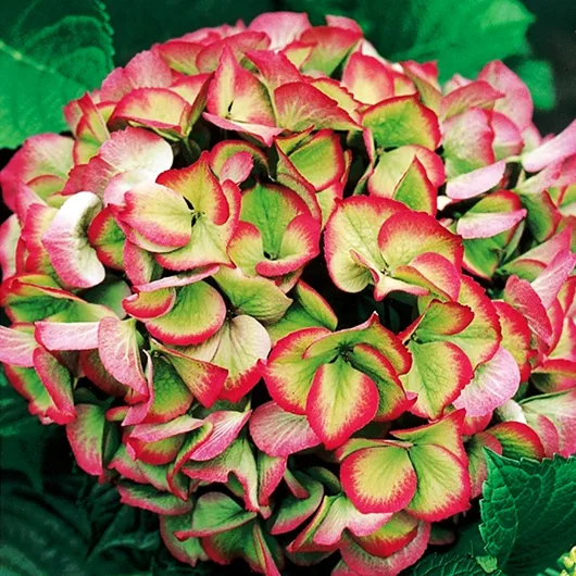 Magical®️ Garnet Hydrangea For Sale Online | The Tree Center