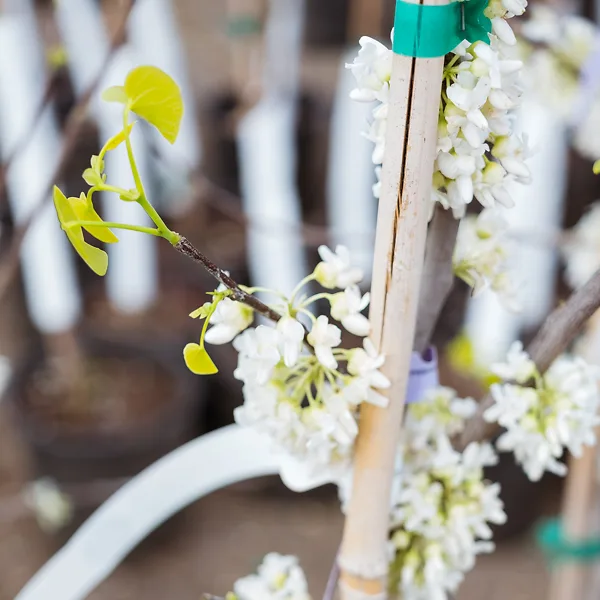 Traveller Weeping Redbud Trees For Sale Online | The Tree Center