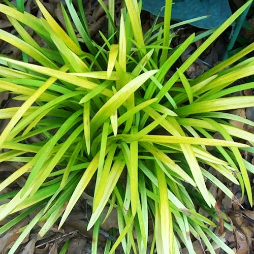 Pee Dee Gold Ingot Liriope For Sale Online | The Tree Center