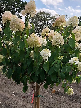Phantom Hydrangea - Tree Form For Sale Online | The Tree Center
