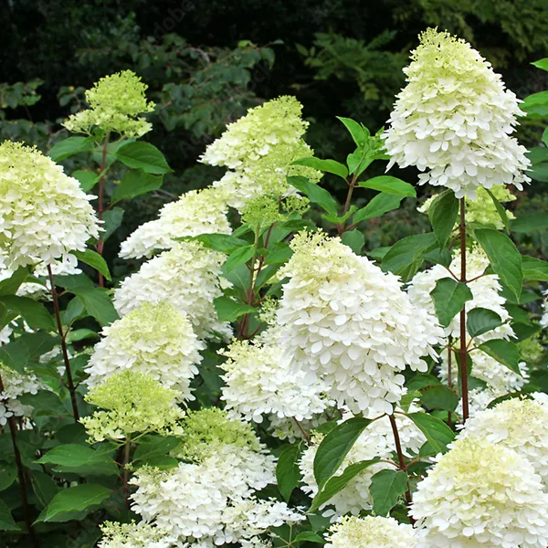 Phantom Hydrangea - Tree Form For Sale Online | The Tree Center