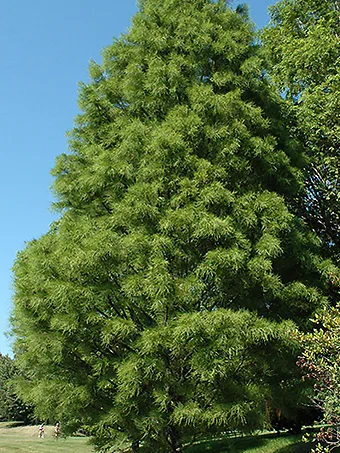 Cypress Trees For Sale Online | The Tree Center