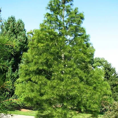 Pond Cypress For Sale Online | The Tree Center