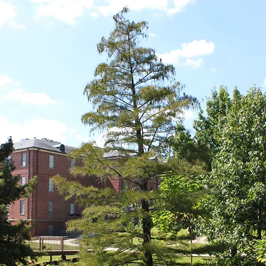 Pond Cypress For Sale Online | The Tree Center
