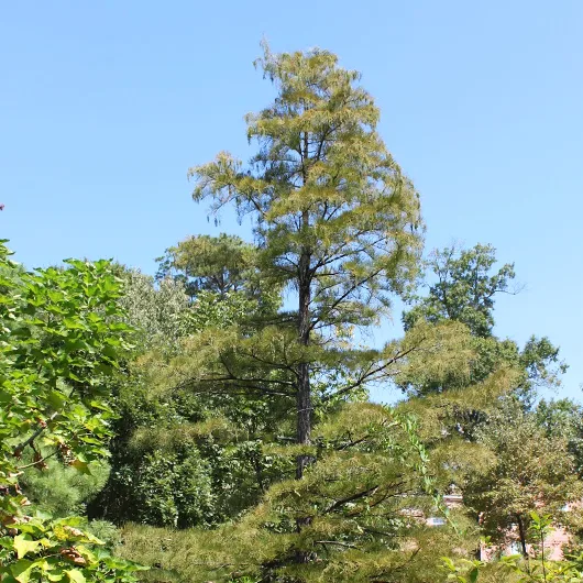 Pond Cypress For Sale Online | The Tree Center
