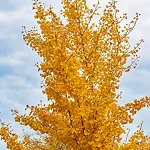 Princeton Sentry® Ginkgo Tree For Sale Online | The Tree Center