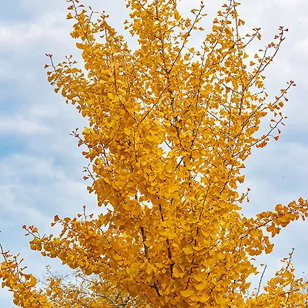 Princeton Sentry® Ginkgo Tree For Sale Online | The Tree Center