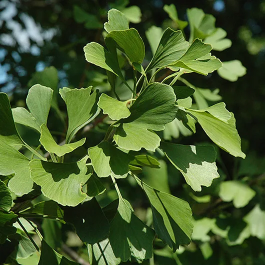 Princeton Sentry® Ginkgo Tree For Sale Online | The Tree Center