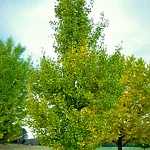 Princeton Sentry® Ginkgo Tree For Sale Online | The Tree Center
