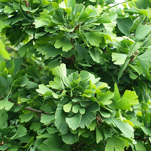 Princeton Sentry® Ginkgo Tree For Sale Online | The Tree Center